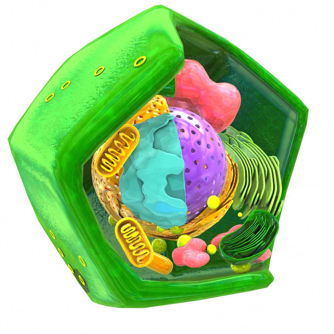 3d Vegetal Cell Model