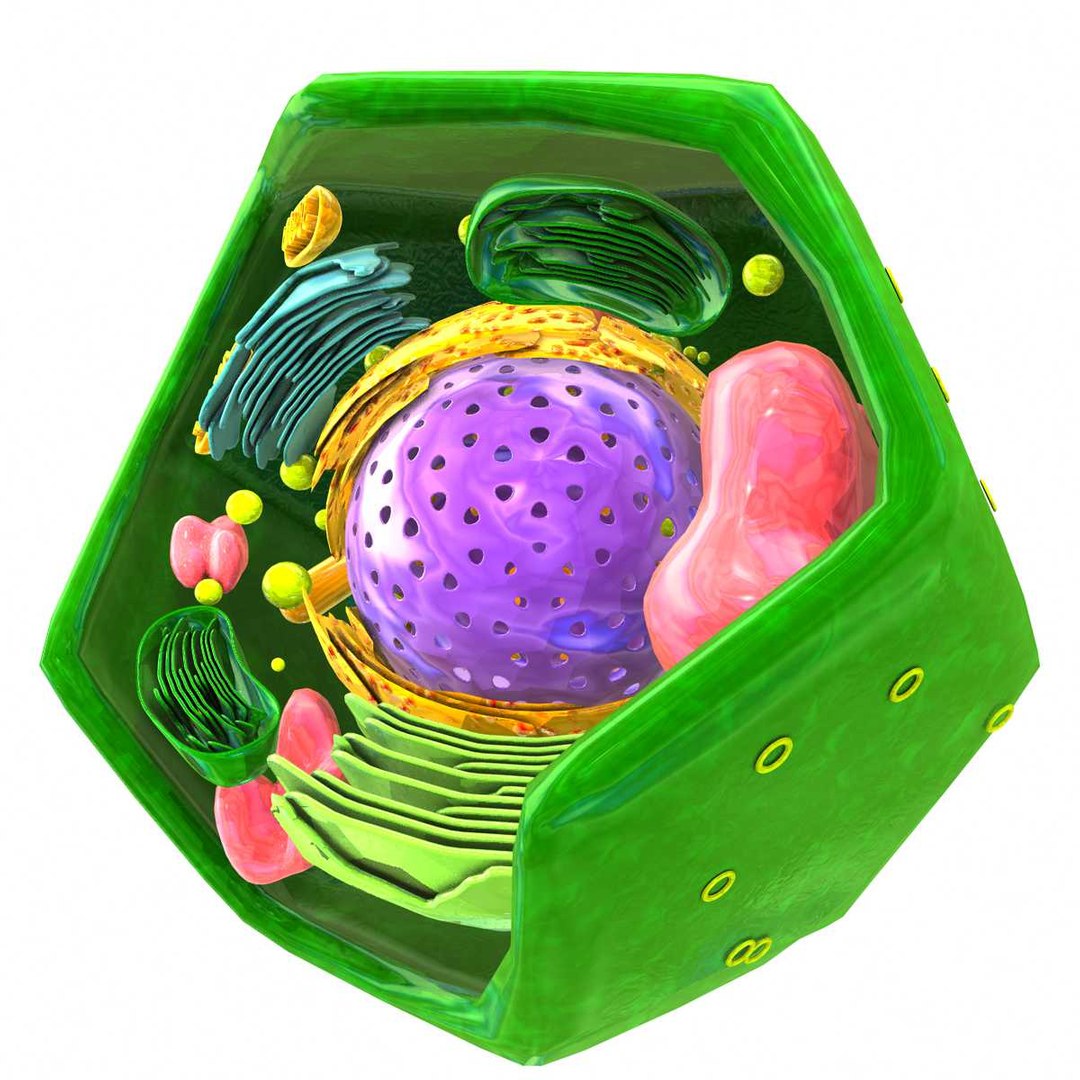 3d Vegetal Cell Model