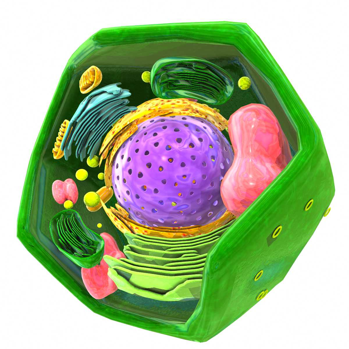 3d vegetal cell model