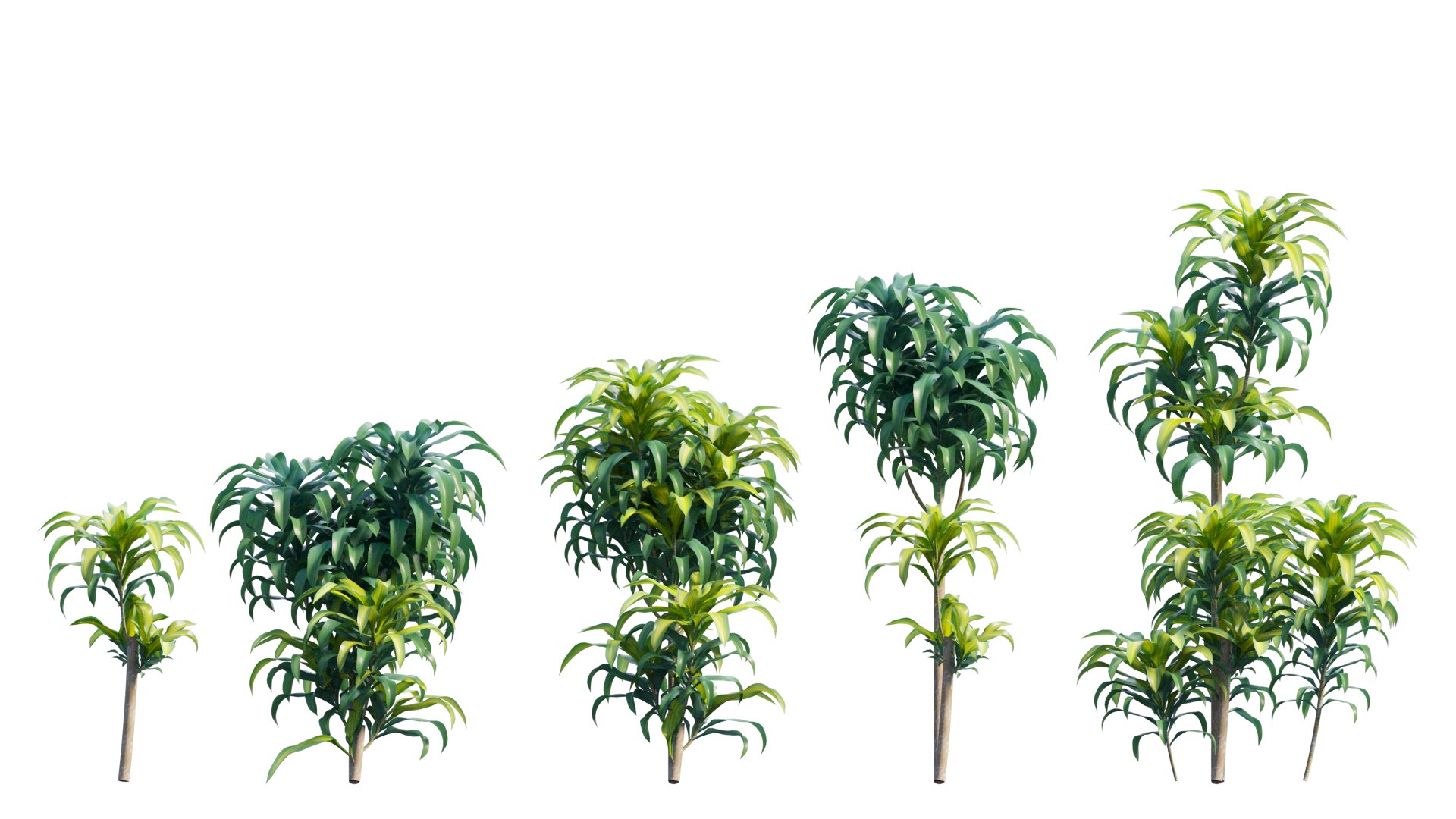Dracaena Corn Plant Model - TurboSquid 1727474