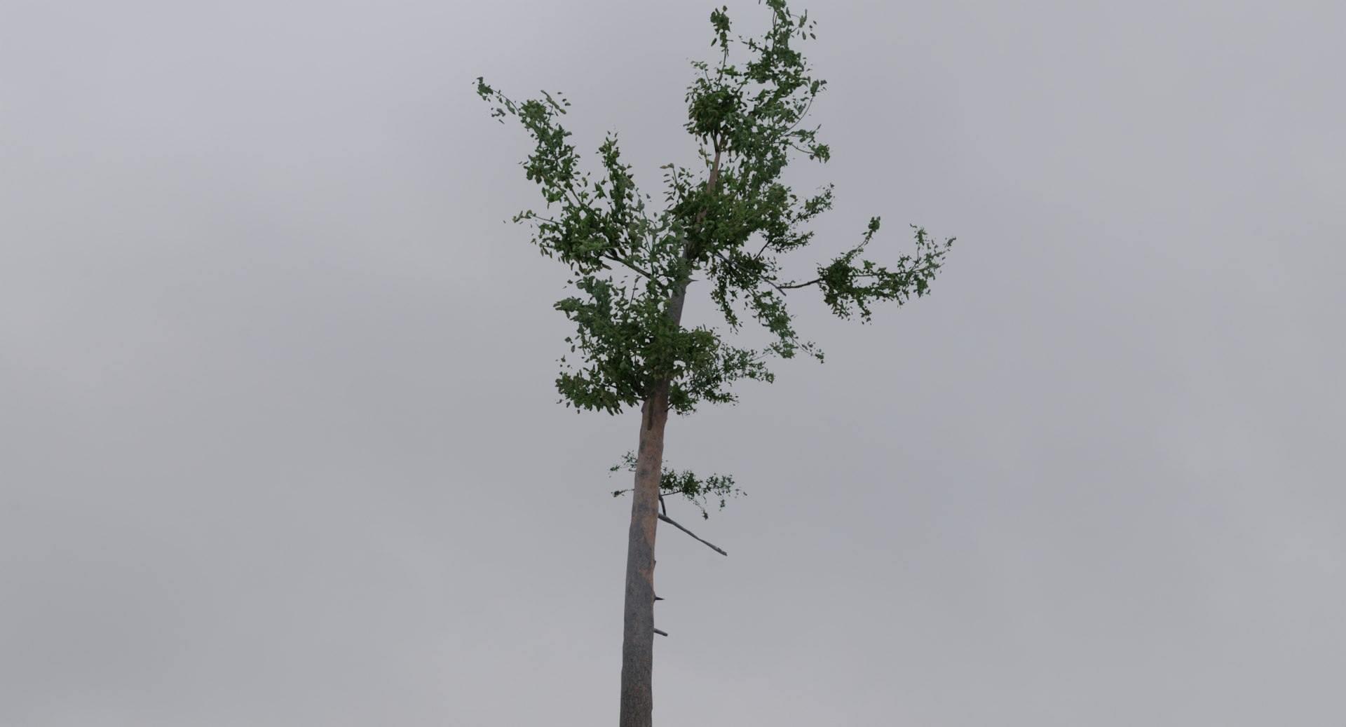 Tall Tree 3d Model Turbosquid 2093623