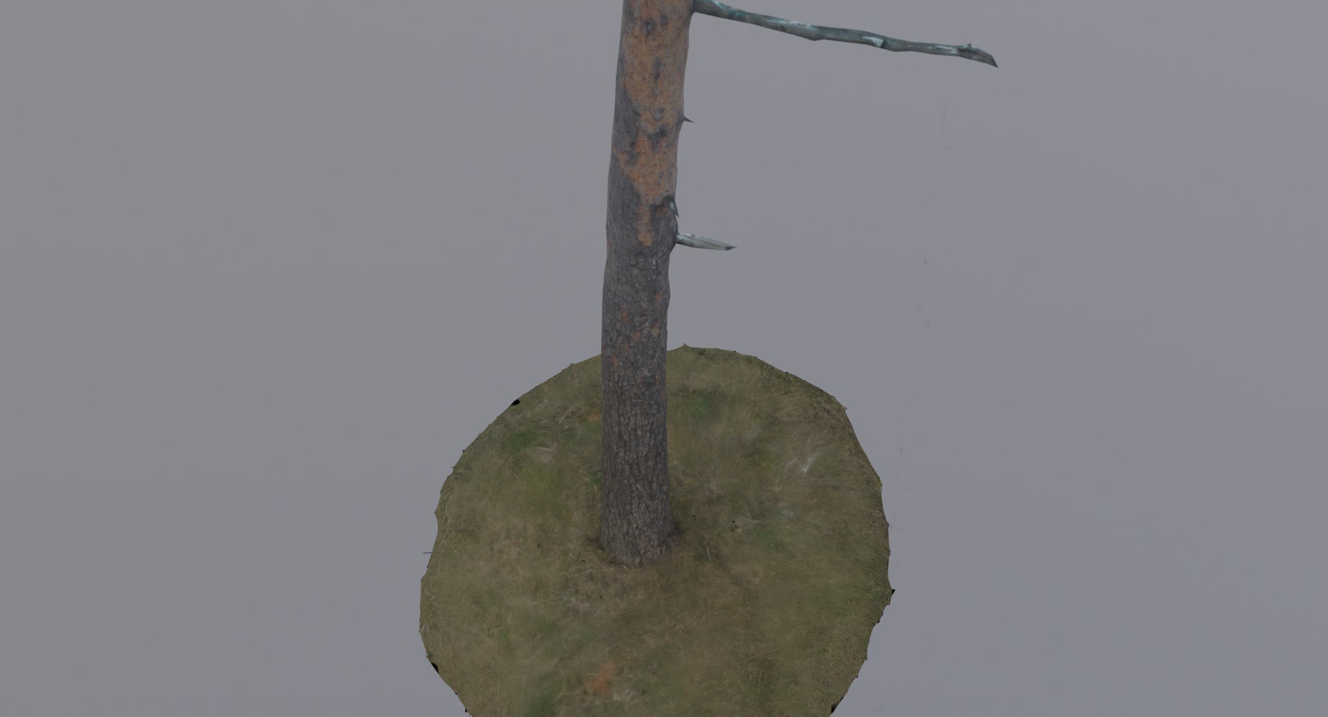Tall Tree 3D Model - TurboSquid 2093623