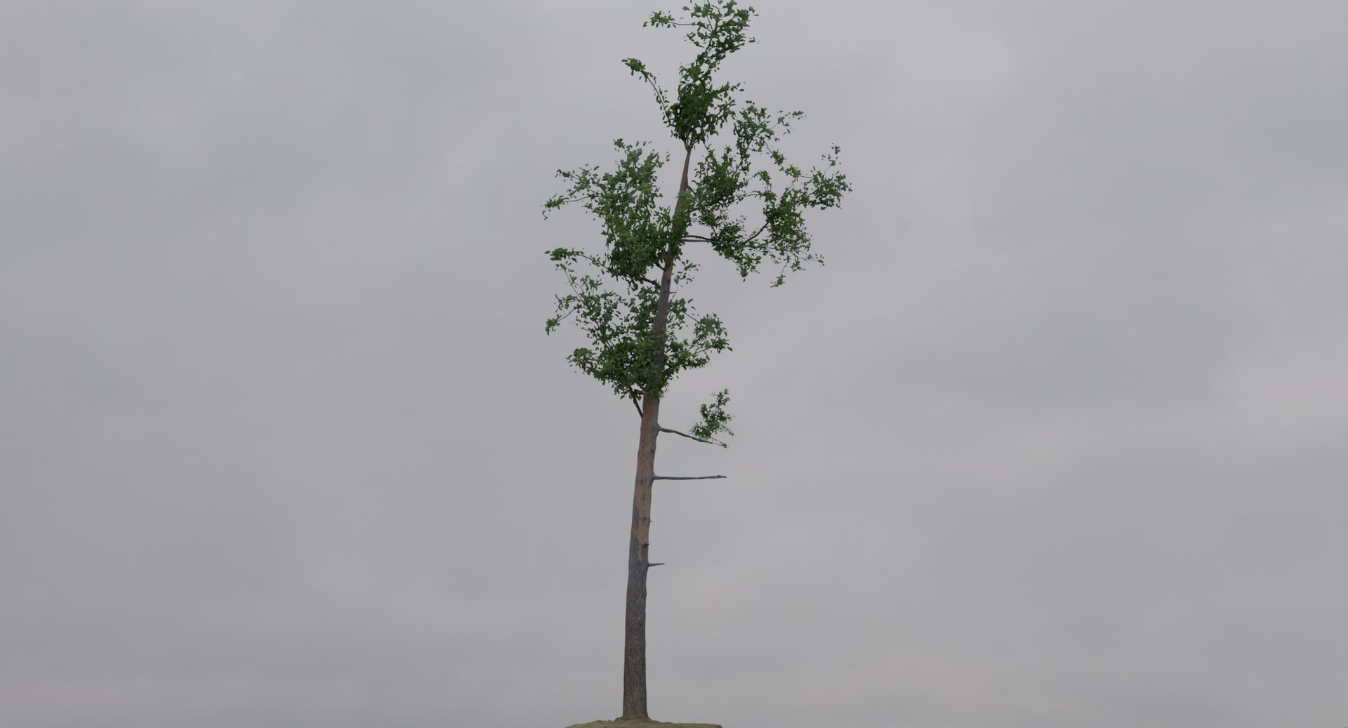 Tall Tree 3D Model - TurboSquid 2093623