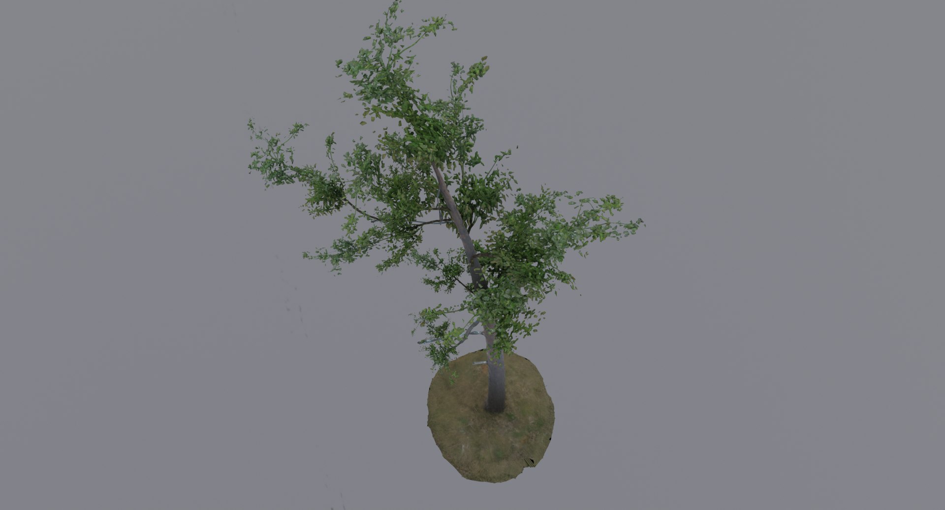 Tall Tree 3D Model - TurboSquid 2093623