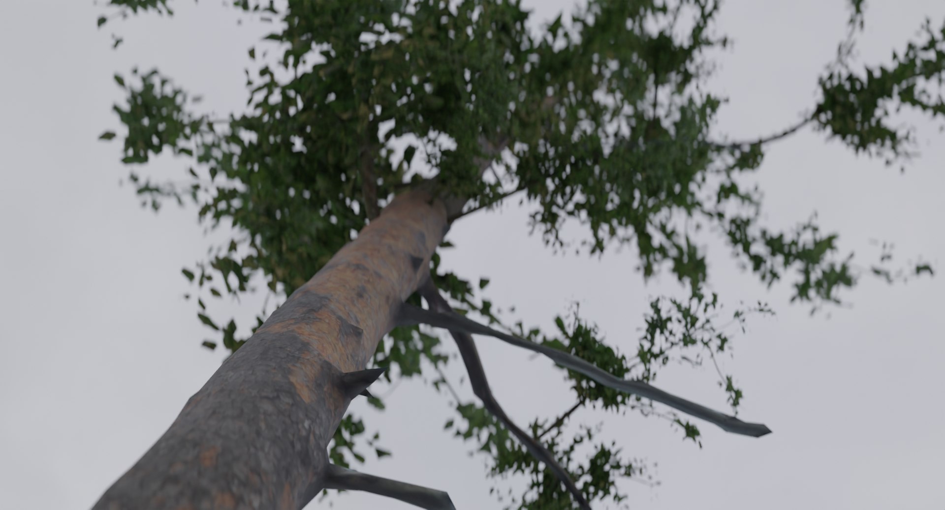 Tall Tree 3D Model - TurboSquid 2093623