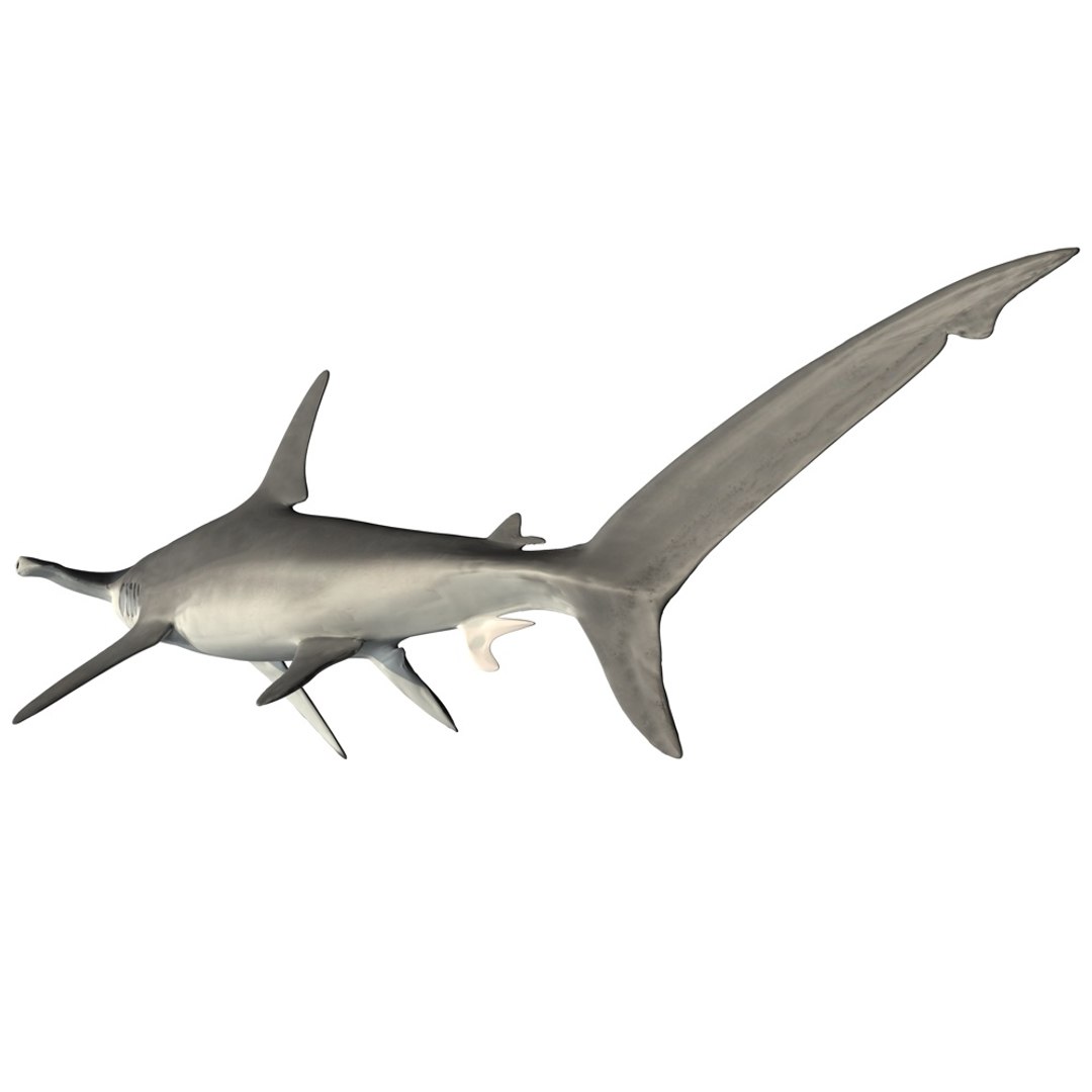 Female Smooth Hammerhead Shark 3d Model