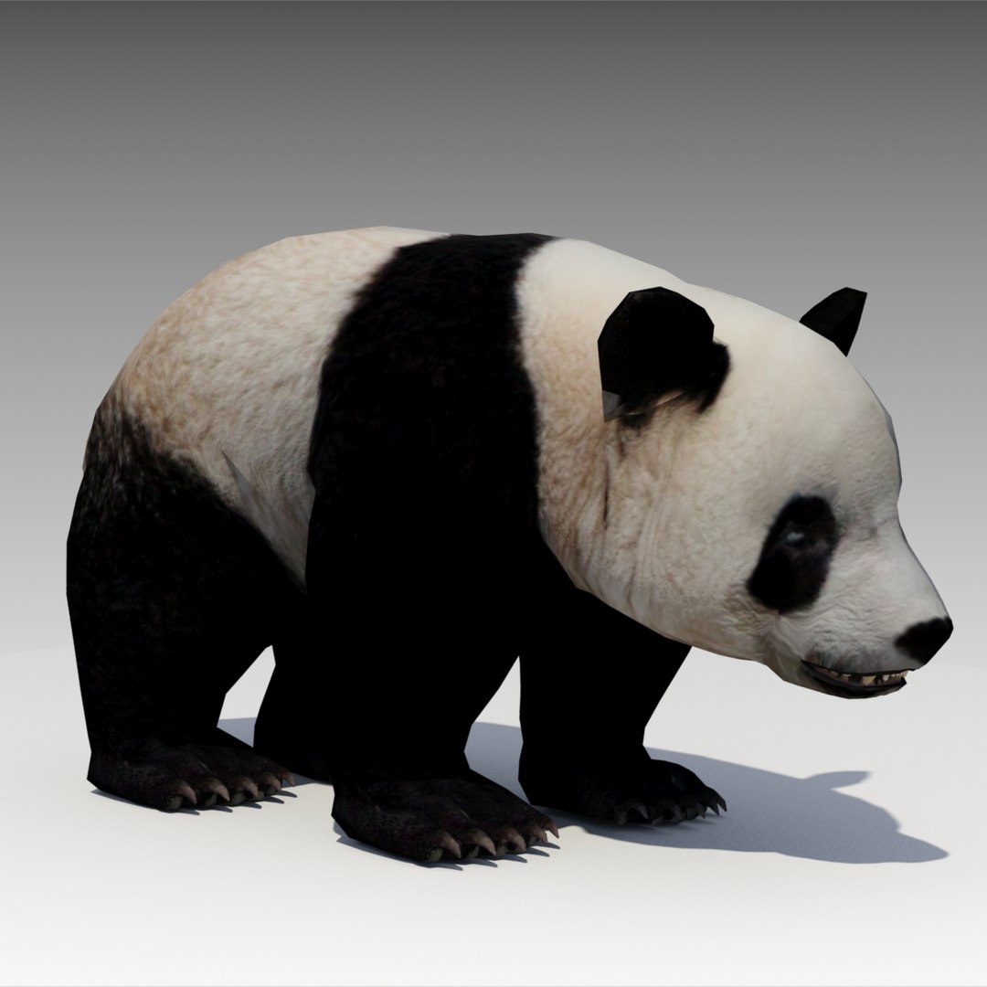 3d Model Giant Panda Animations