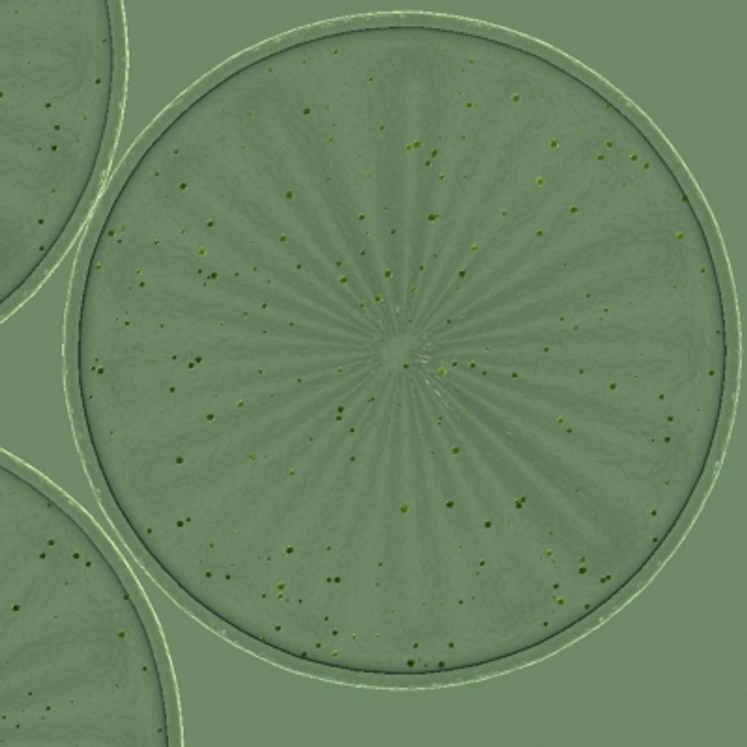 diatom 3d model