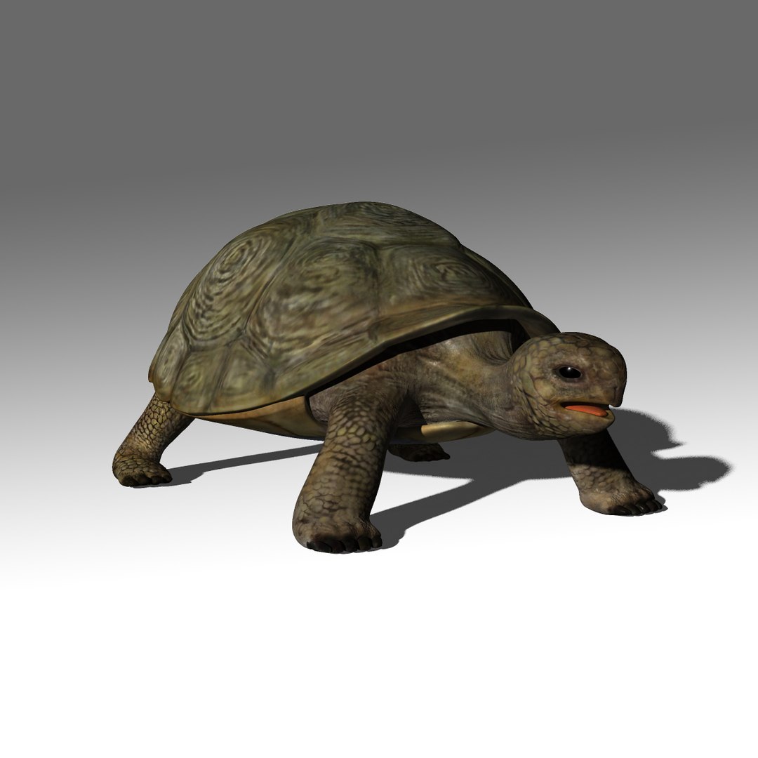 3dsmax Hermanni Turtle 1