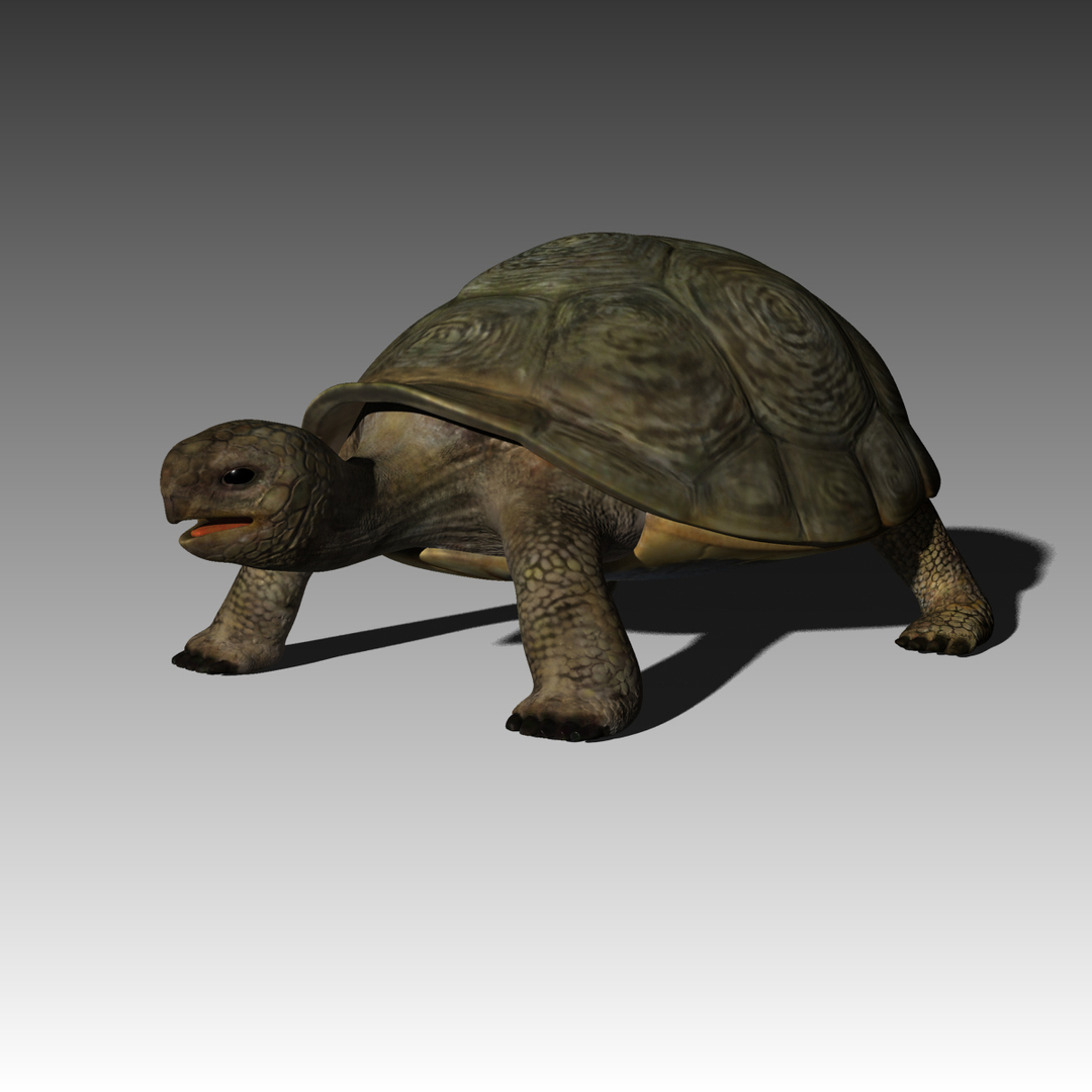 3dsmax Hermanni Turtle 1