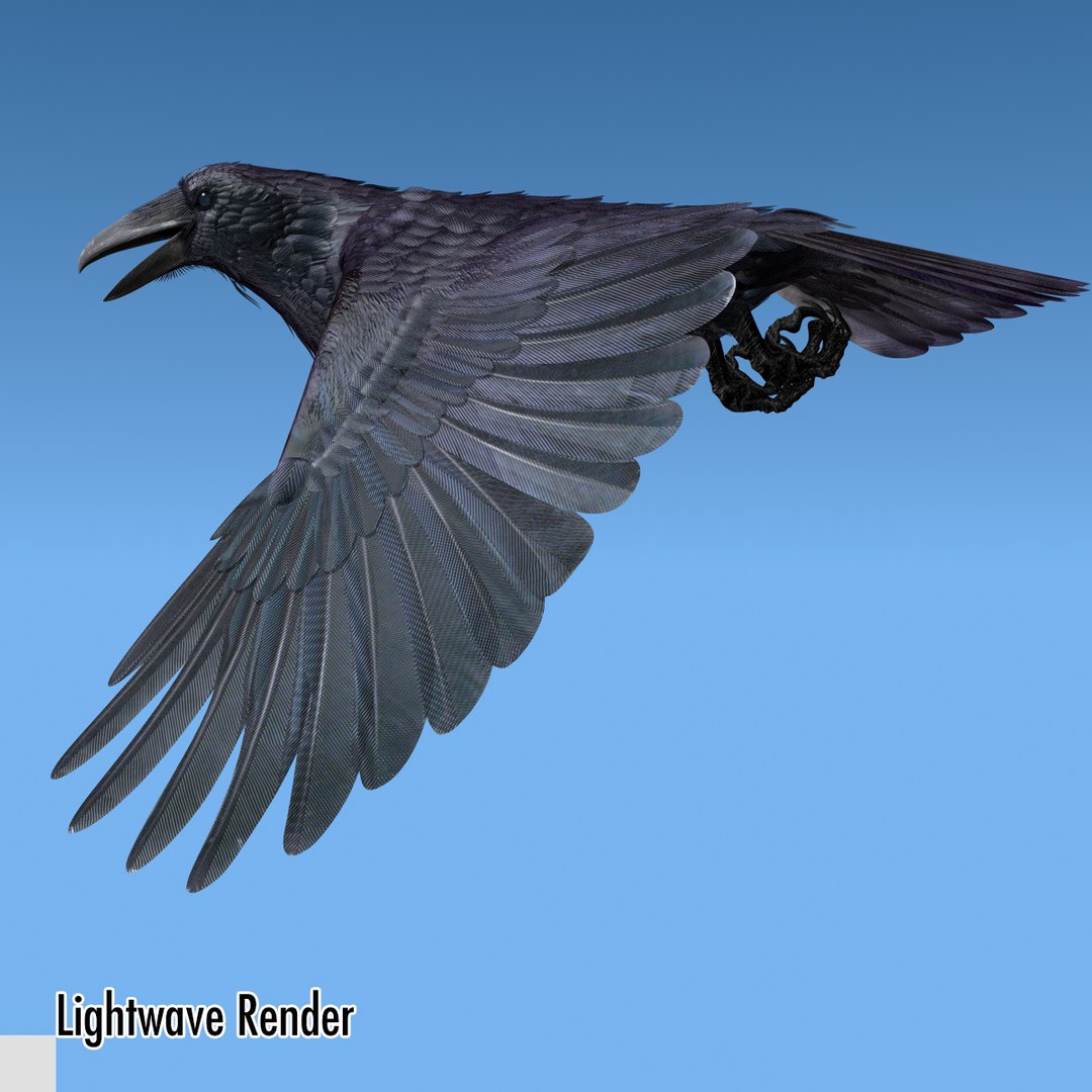 3d common raven