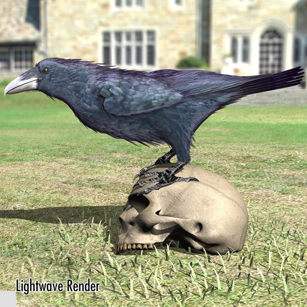3d common raven