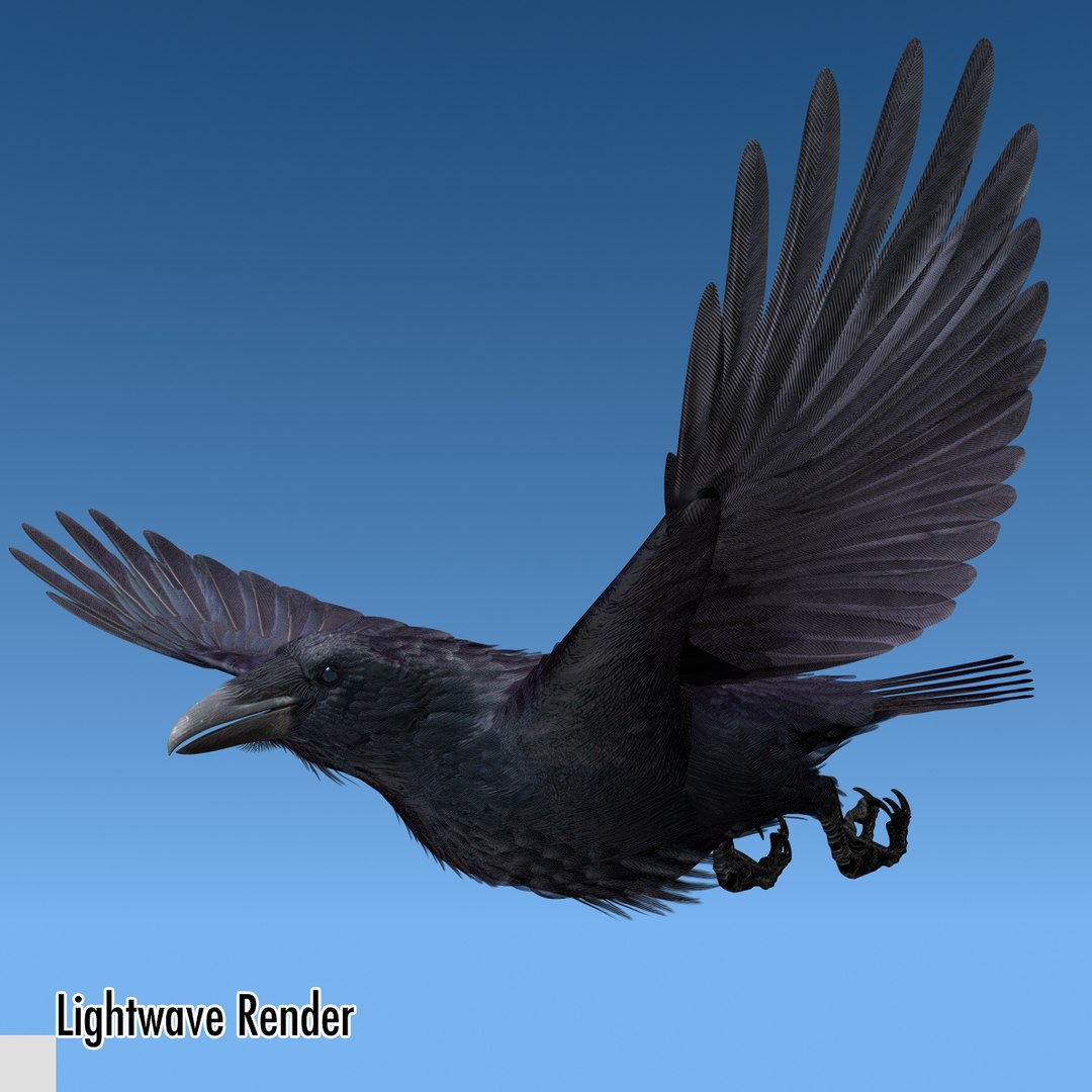3d common raven