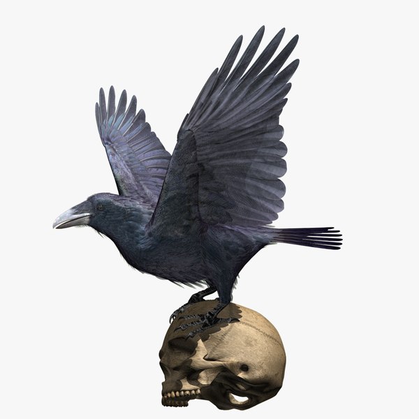 3d common raven