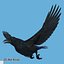 3d Common Raven