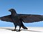 3d Common Raven