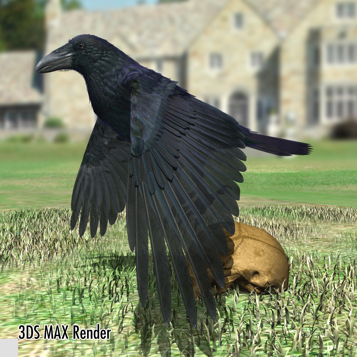 3d common raven