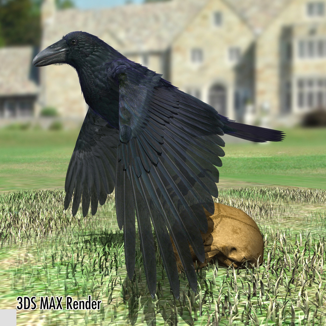 3d common raven