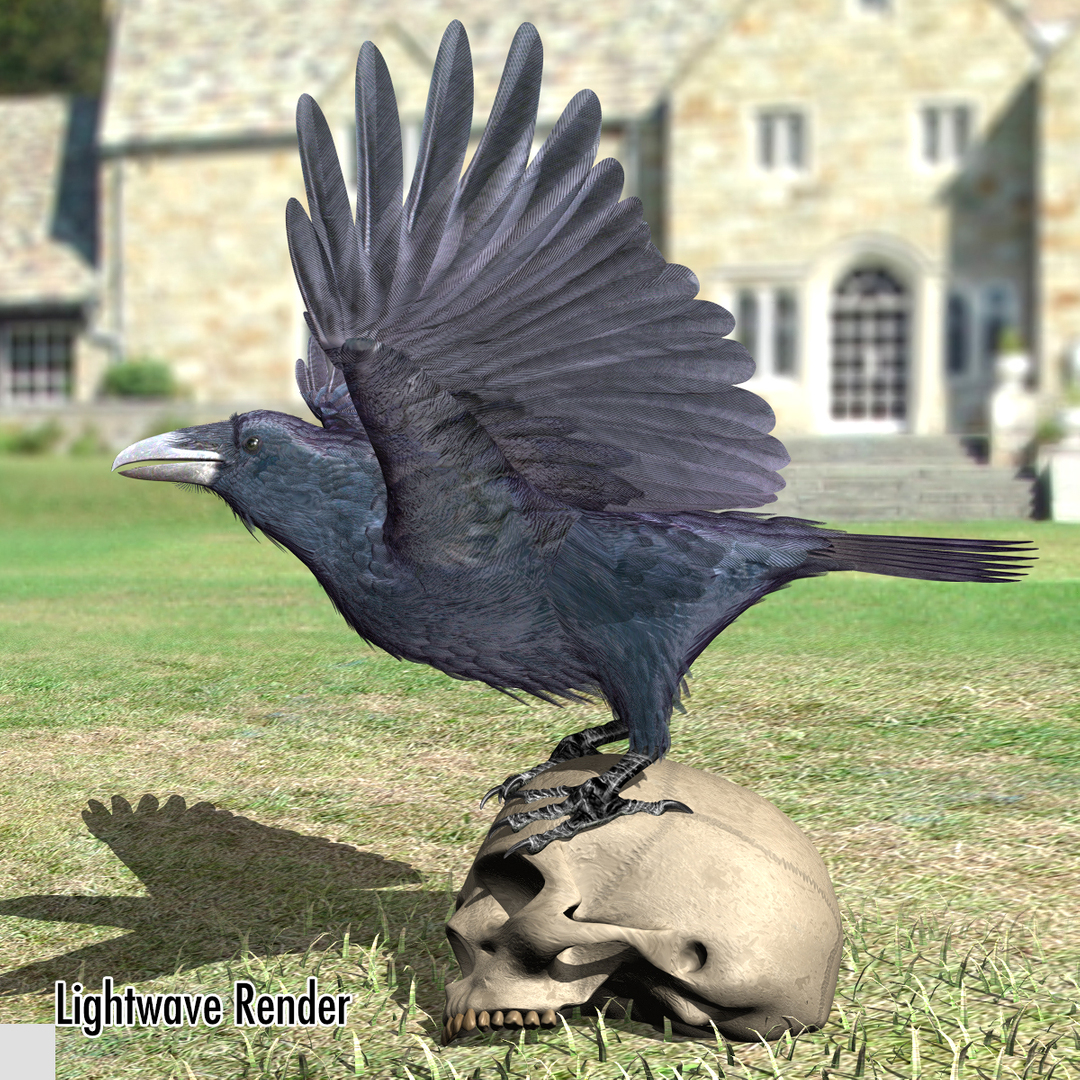 3d common raven