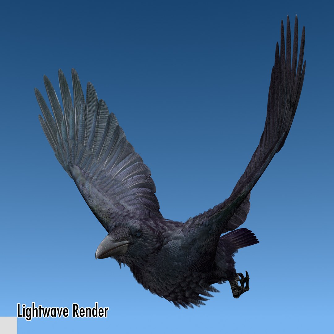3d common raven