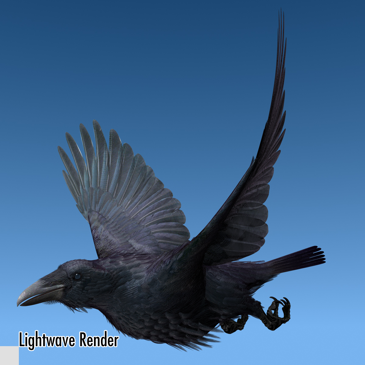 3d common raven