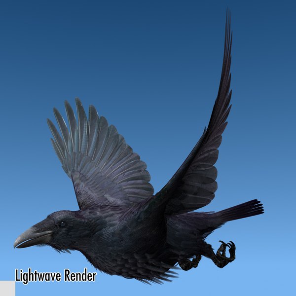 3d common raven
