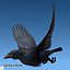 3d Common Raven