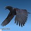 3d Common Raven
