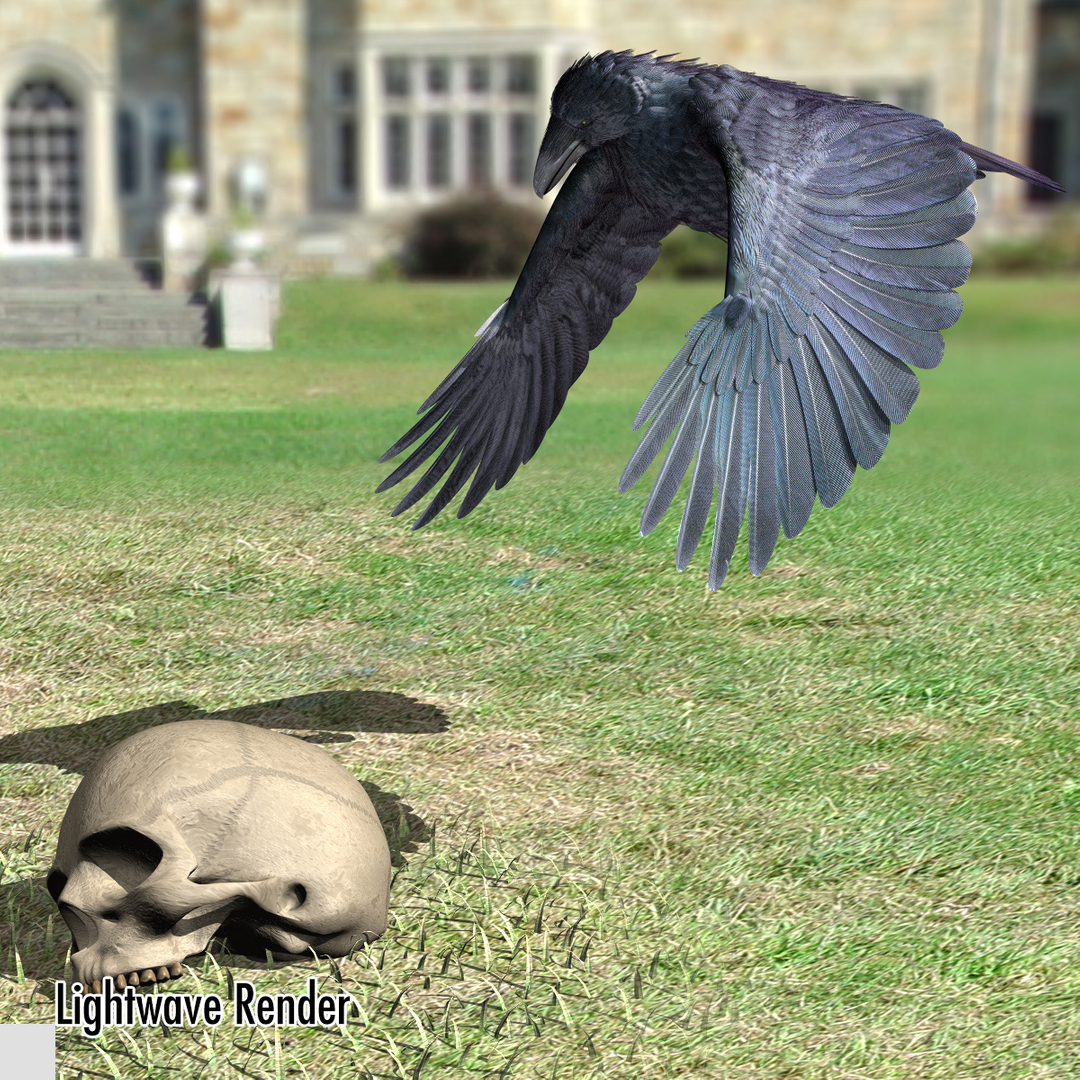 3d common raven