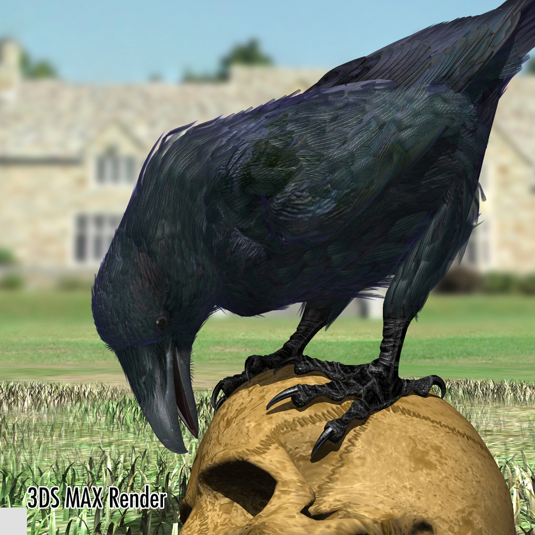 3d common raven