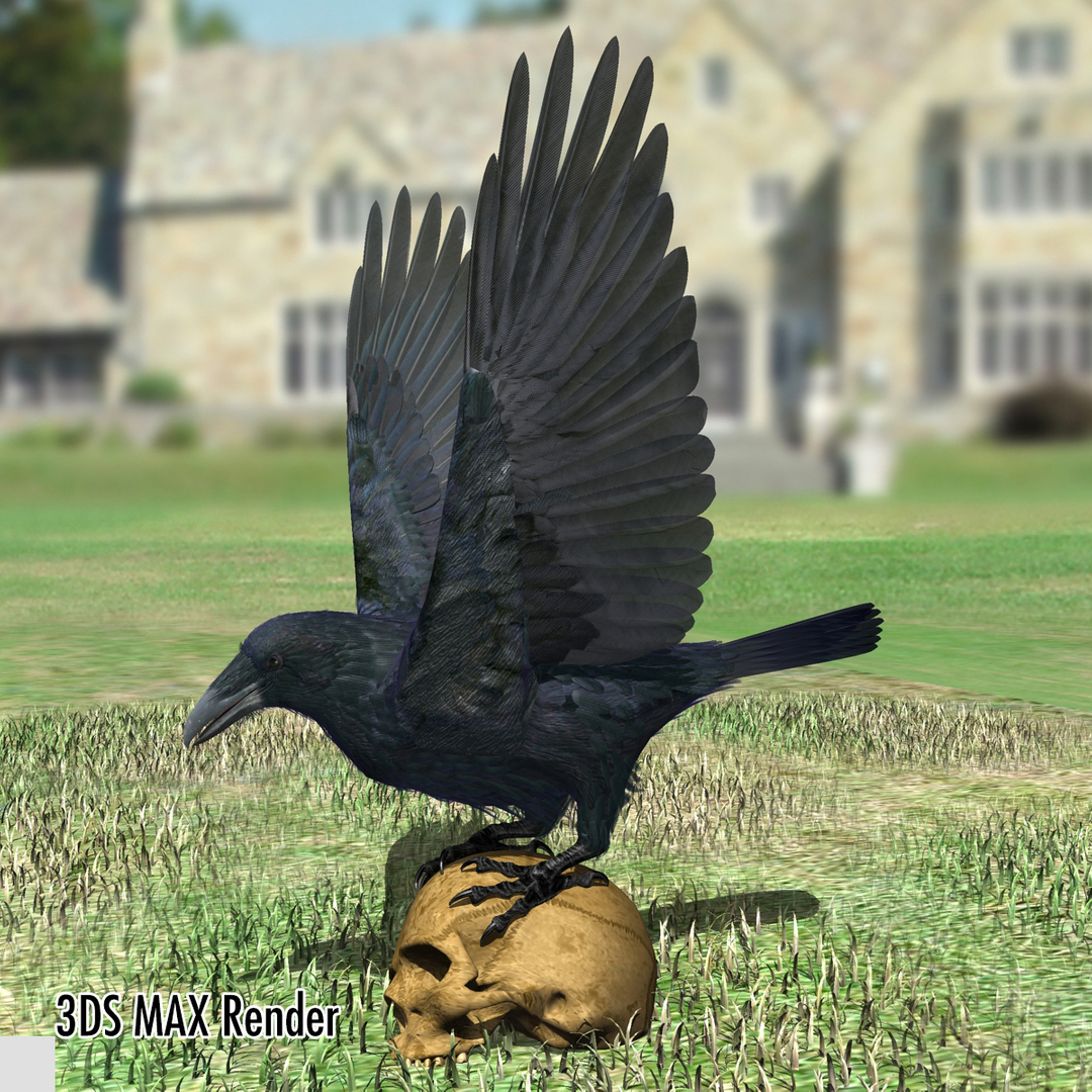 3d common raven
