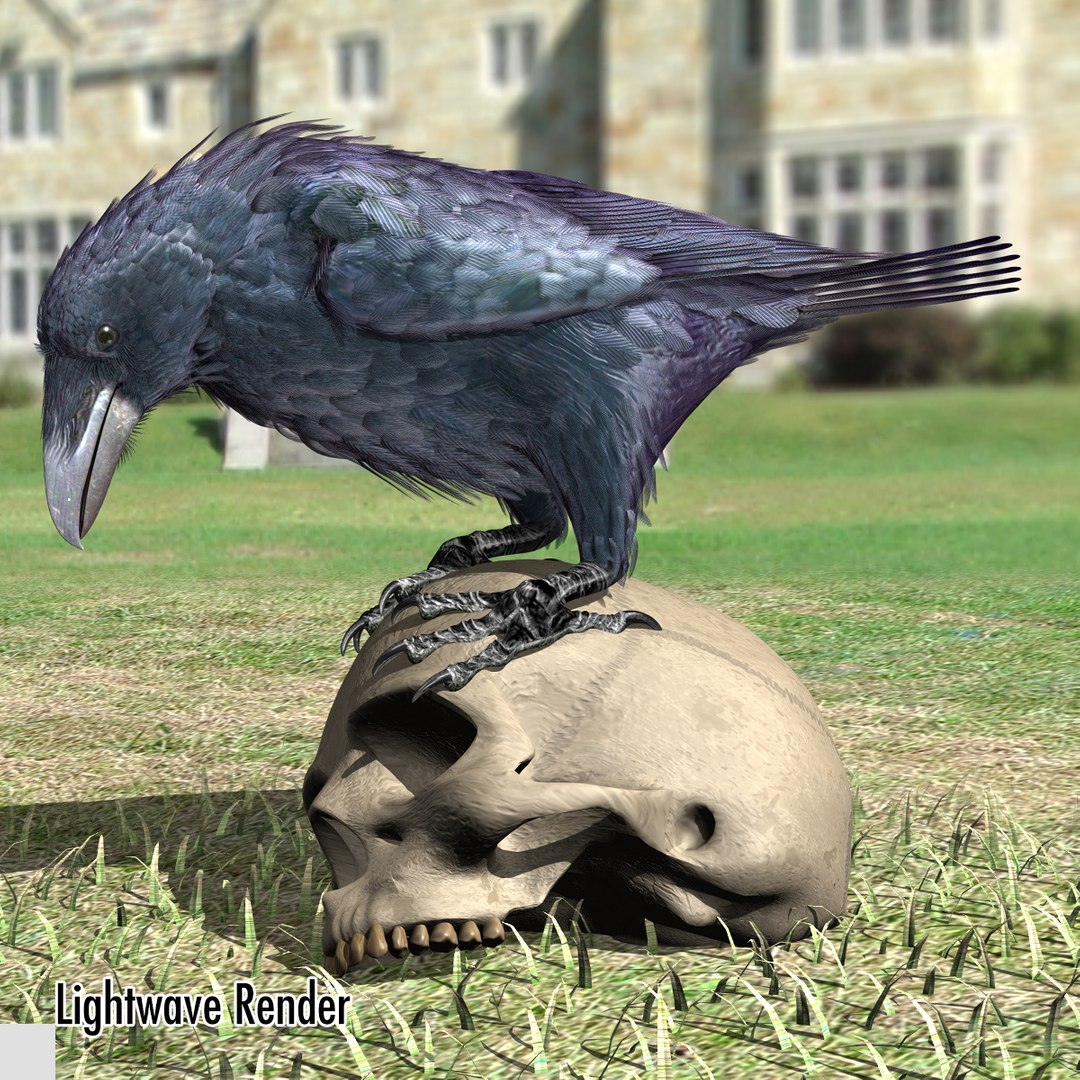 3d common raven