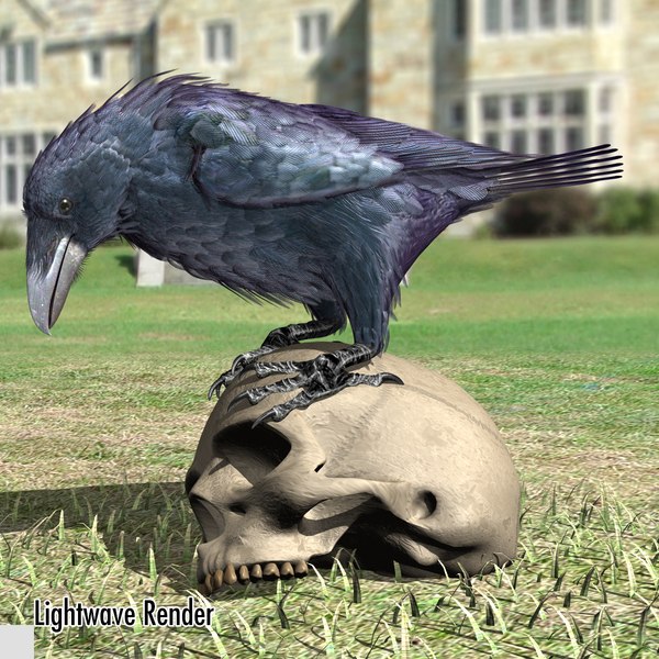 3d common raven