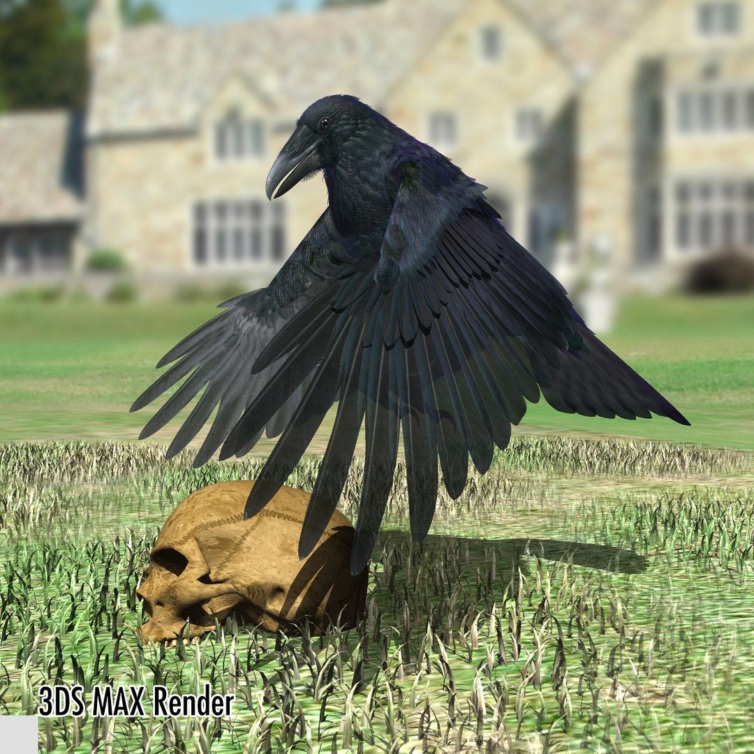 3d common raven