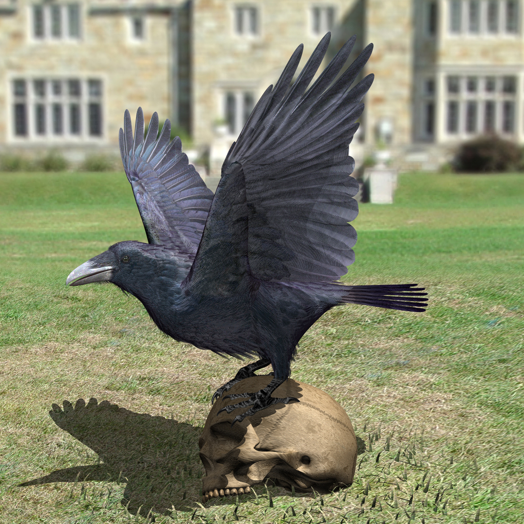 3d common raven