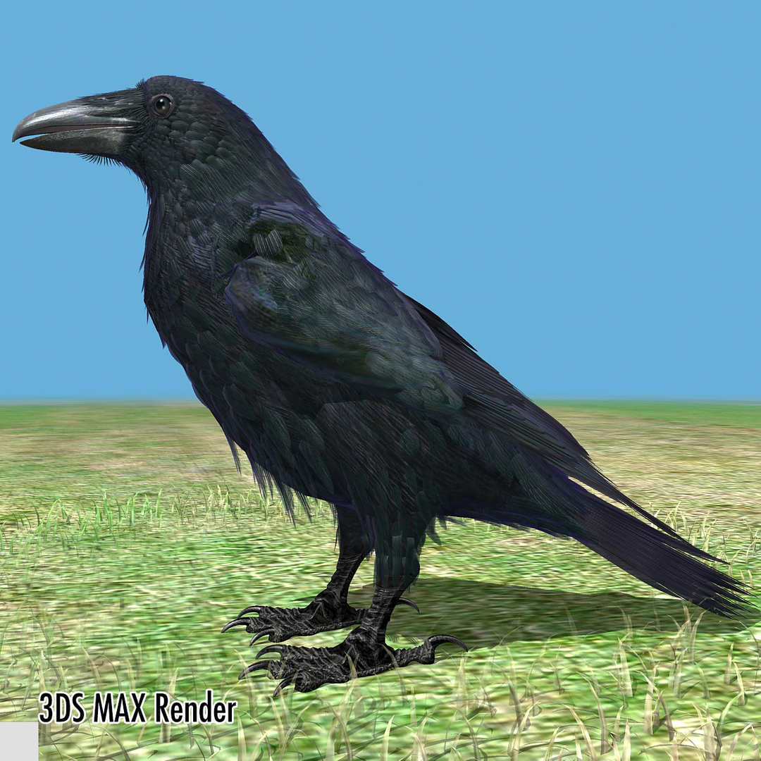 3d common raven
