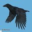 3d Common Raven