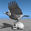 3d Common Raven