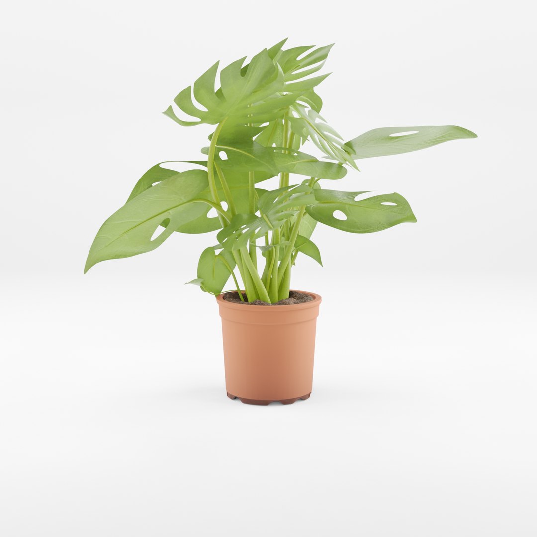 3D Model Monstera Del Touffe - TurboSquid 2252251