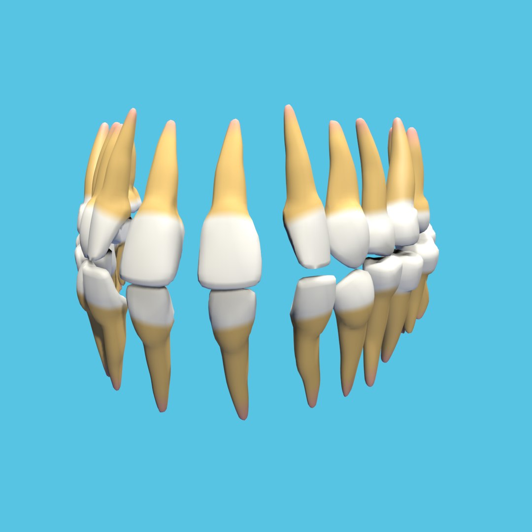 3d Human Teeth Model