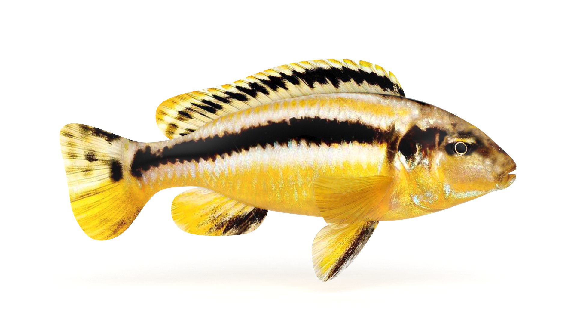 3D Auratus Fish - TurboSquid 1760358