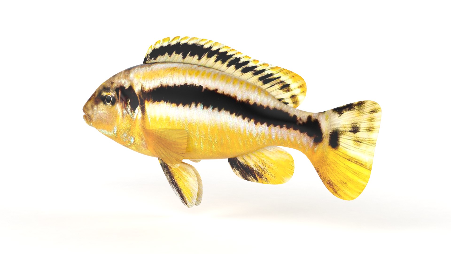 3D Auratus Fish - TurboSquid 1760358