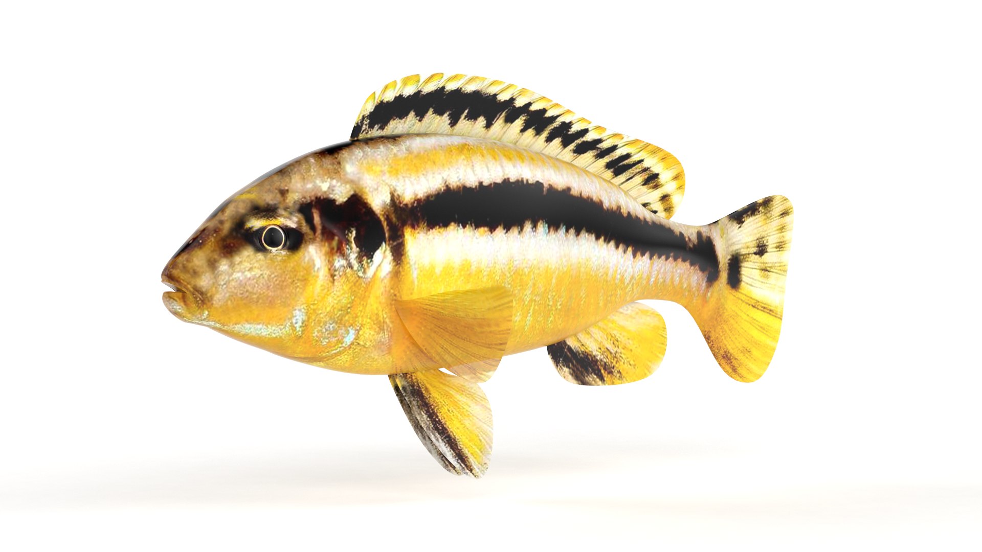 3D Auratus Fish - TurboSquid 1760358
