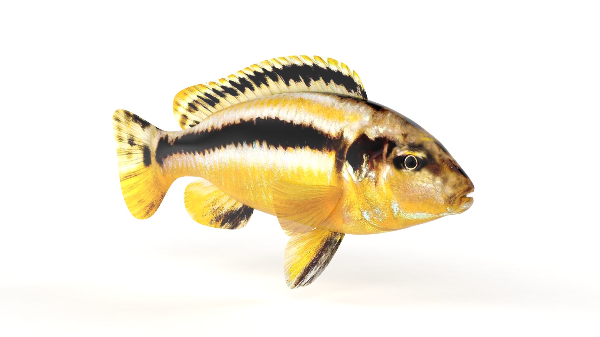 3D Auratus Fish - TurboSquid 1760358