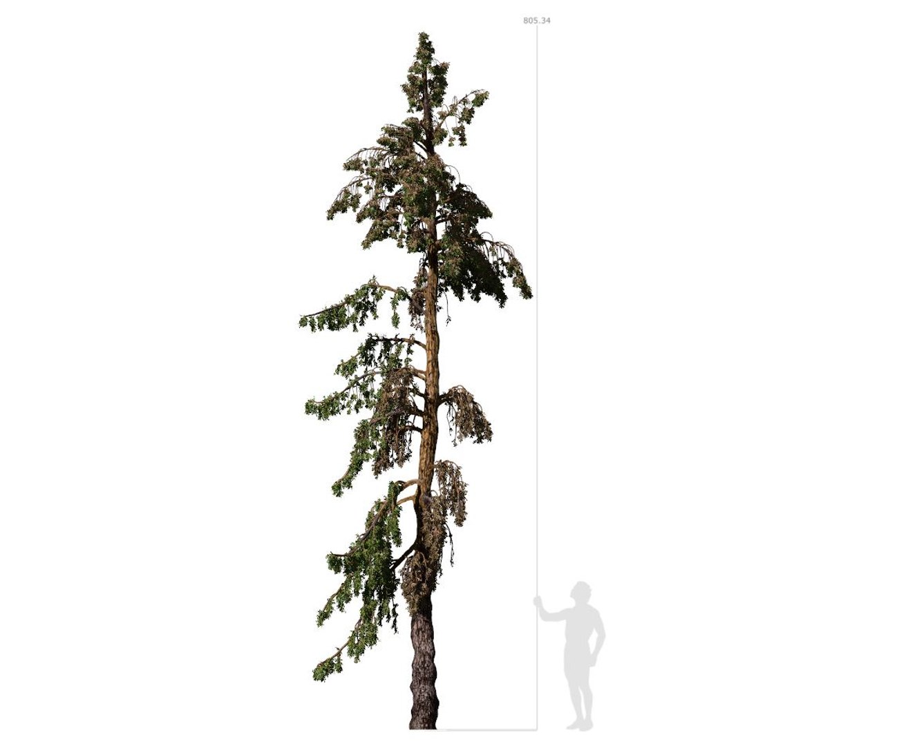 Conifer Tree 005 Model - TurboSquid 1644957