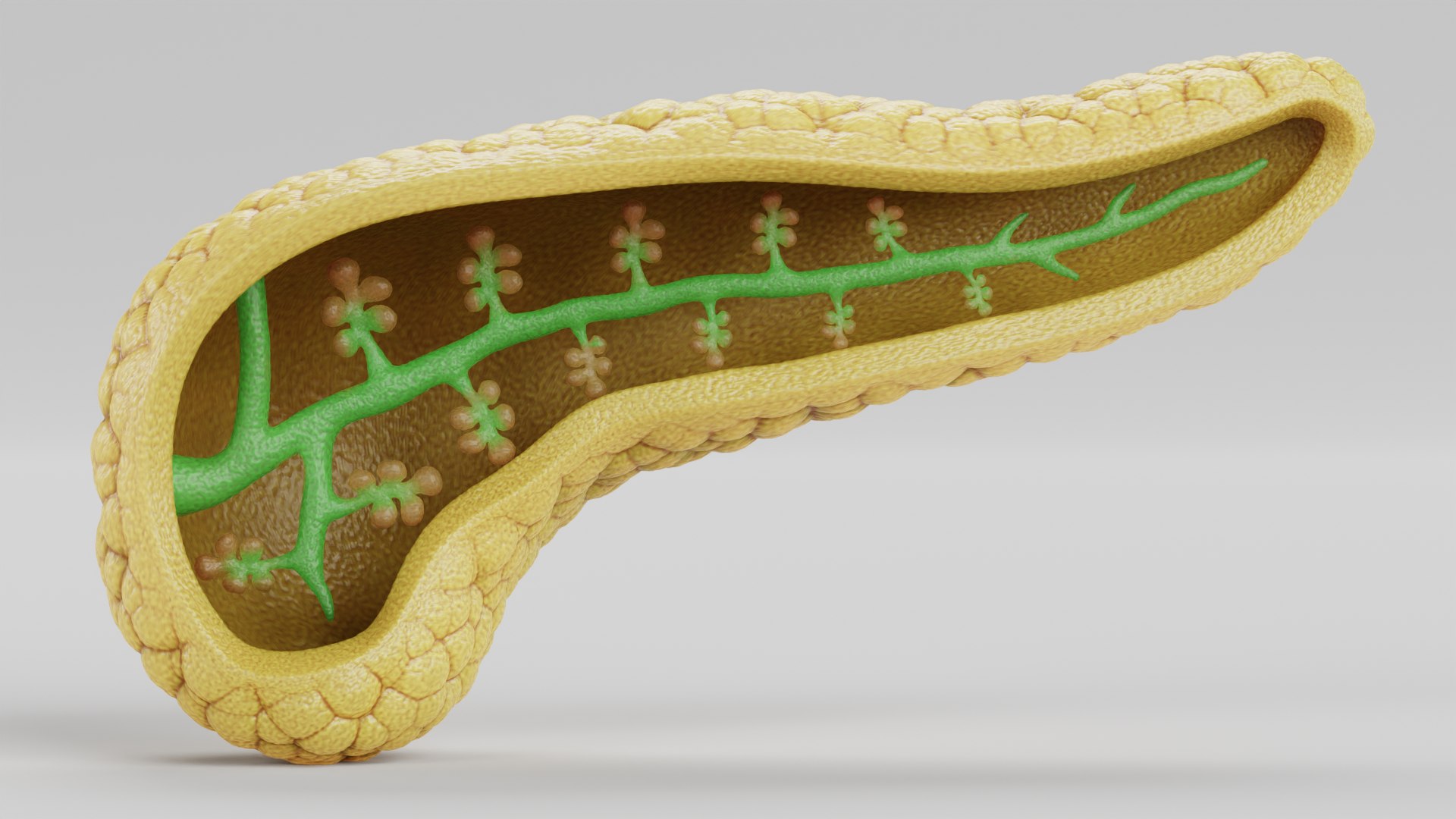 3D Pancreas Section - TurboSquid 1758979