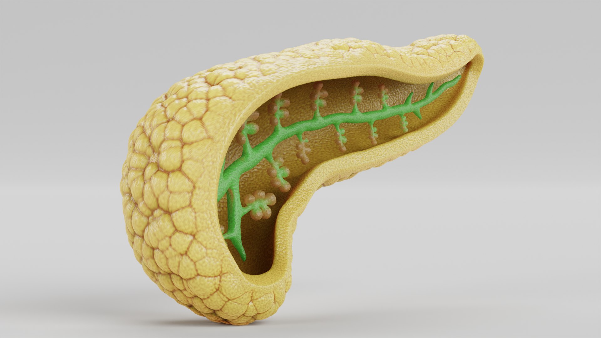 3D Pancreas Section - TurboSquid 1758979