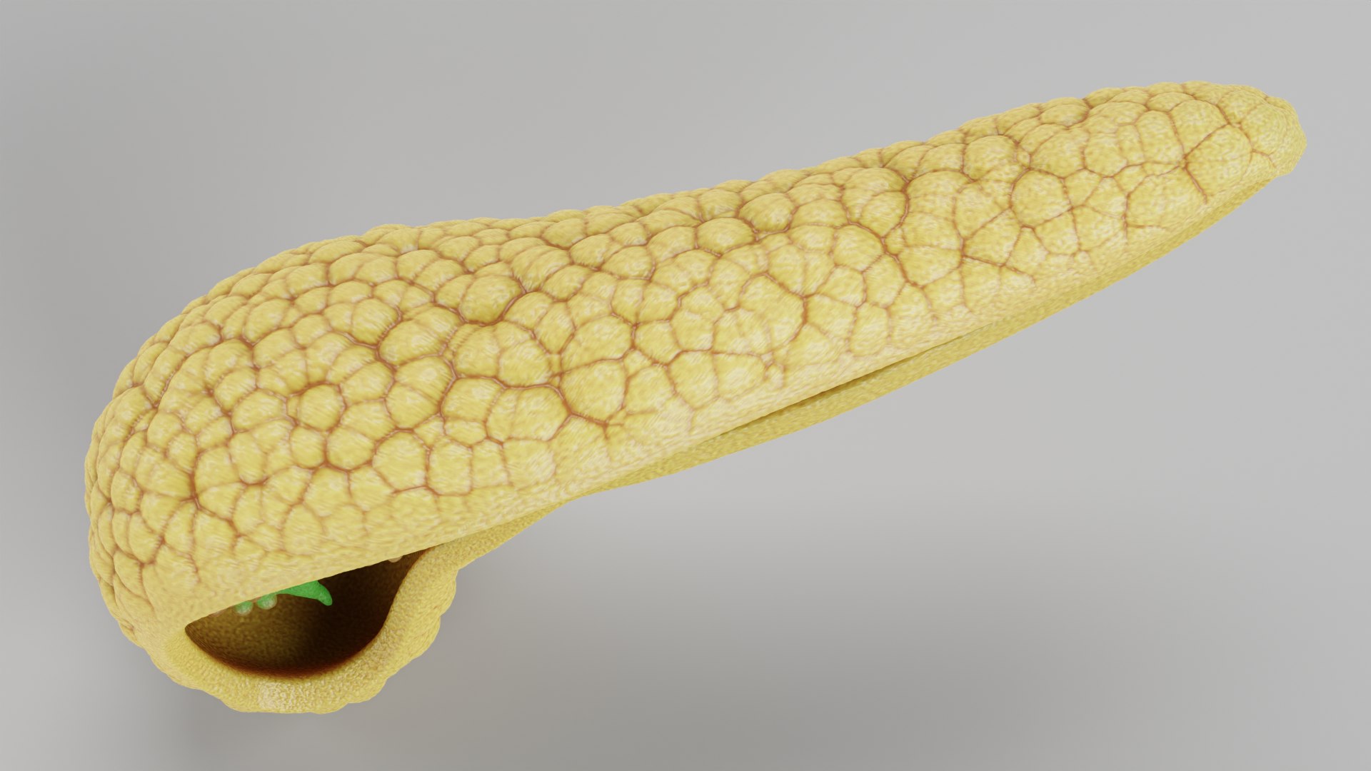 3D Pancreas Section - TurboSquid 1758979