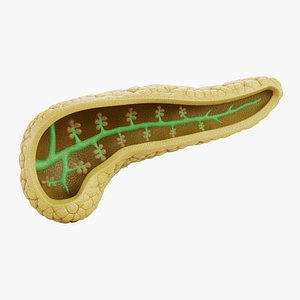 3D Pancreas Models - Browse & Download Formats - TurboSquid
