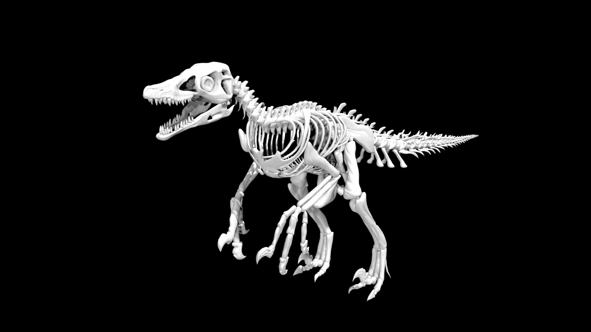 Dromaeosaurus Velociraptor Skeleton Model - TurboSquid 1886954